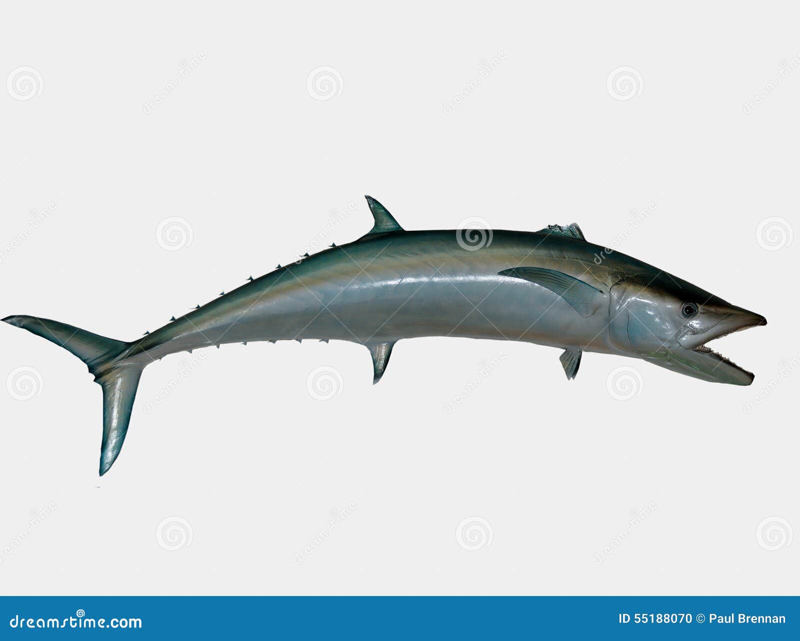 King Fish Vector IllustrationTournament Logo | CartoonDealer.com #216417955