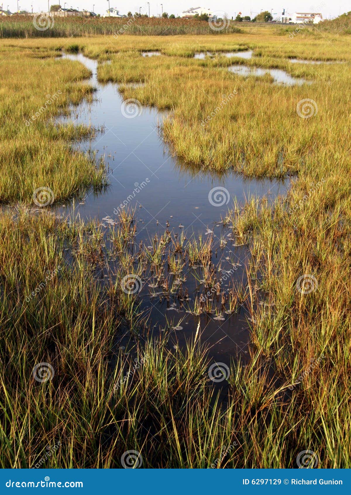 Saltwater Swamps