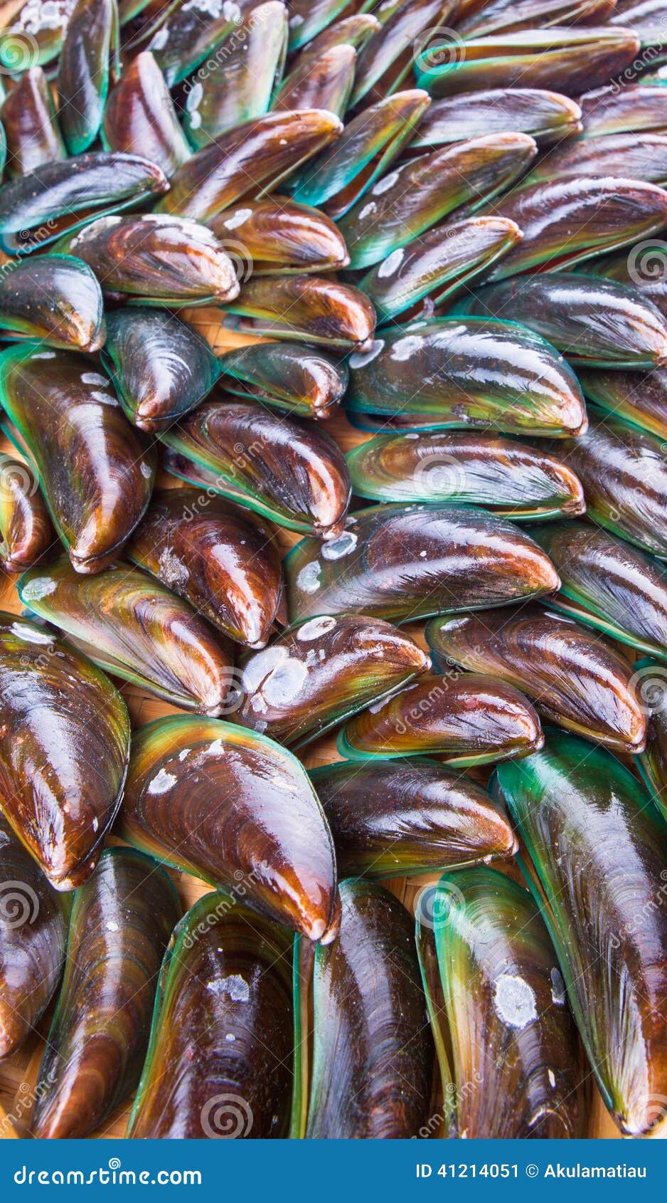 Saltwater Mussel Iv Stock Photos - Free & Royalty-Free Stock Photos ...