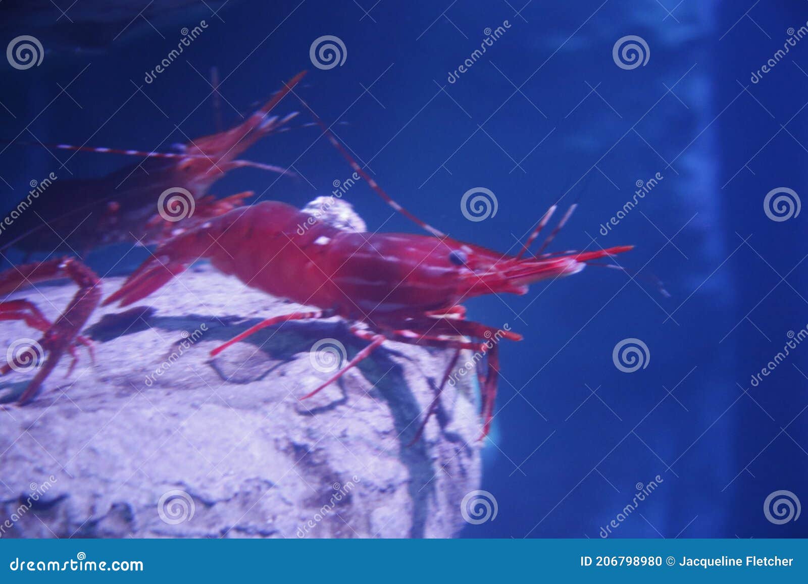 Saltwater Cherry Red Shrimp Ready To Jump Stock Photo - Image of cherry ...