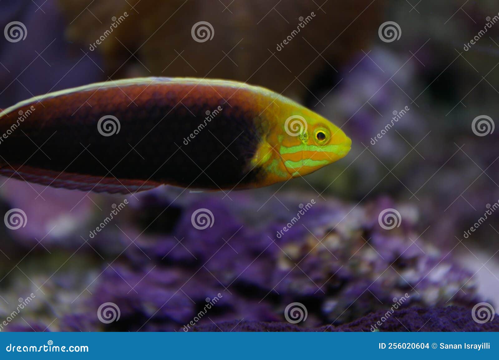 Saltwater tropical fish stock photo. Image of animals - 256020604