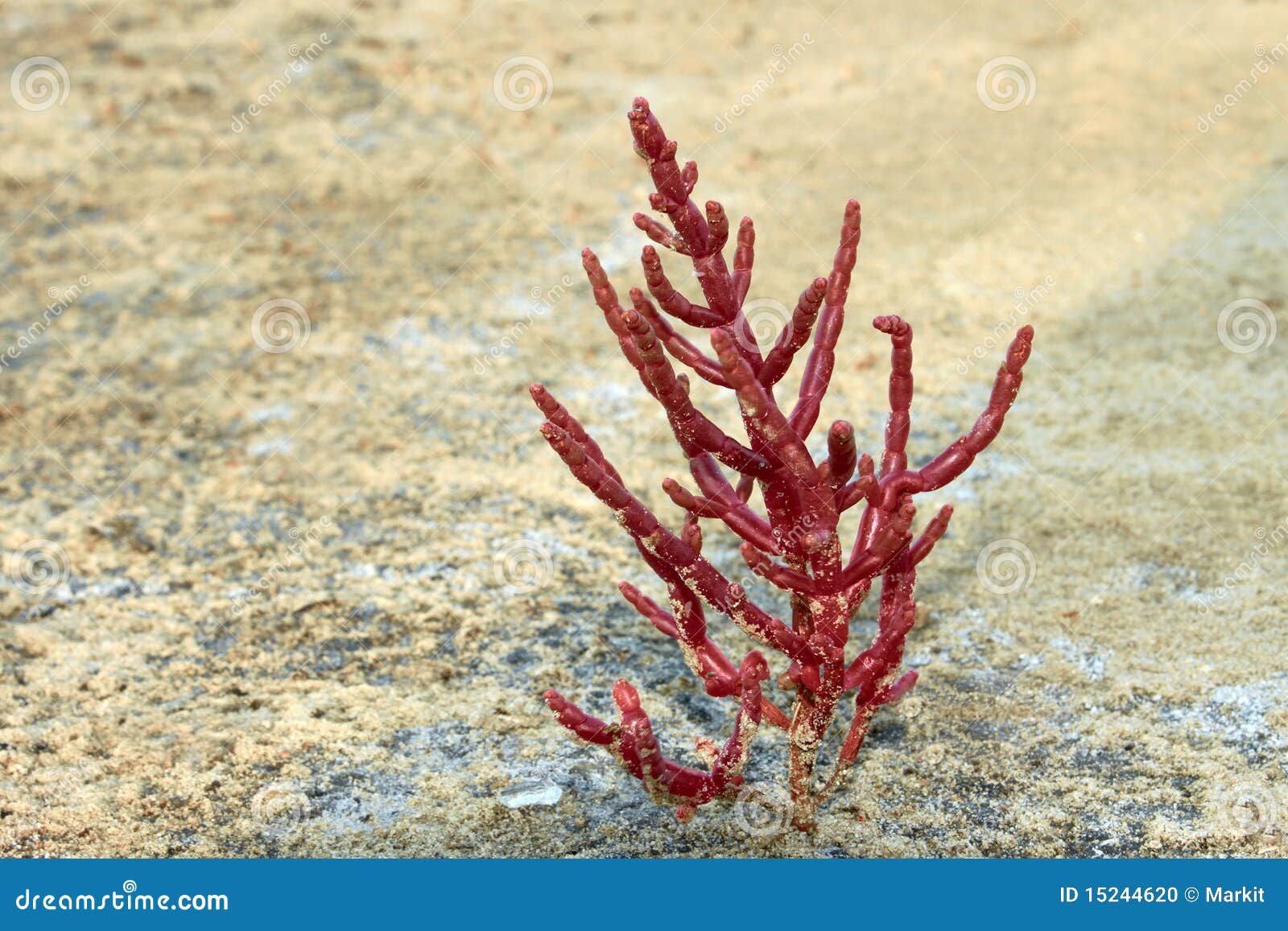 Saltwort, Growing in Saline Soils. Stock Photo - Image of solitude ...