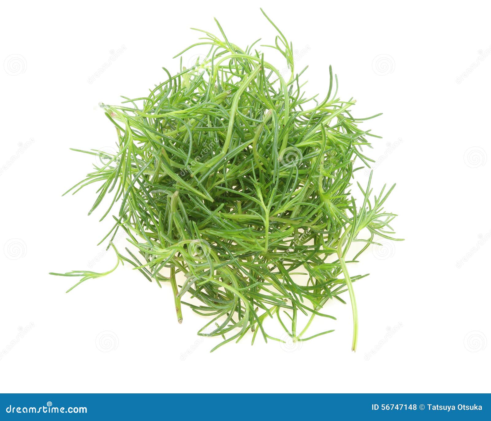 Saltwort stock photo. Image of ingredient, healthy, vegetables - 56747148