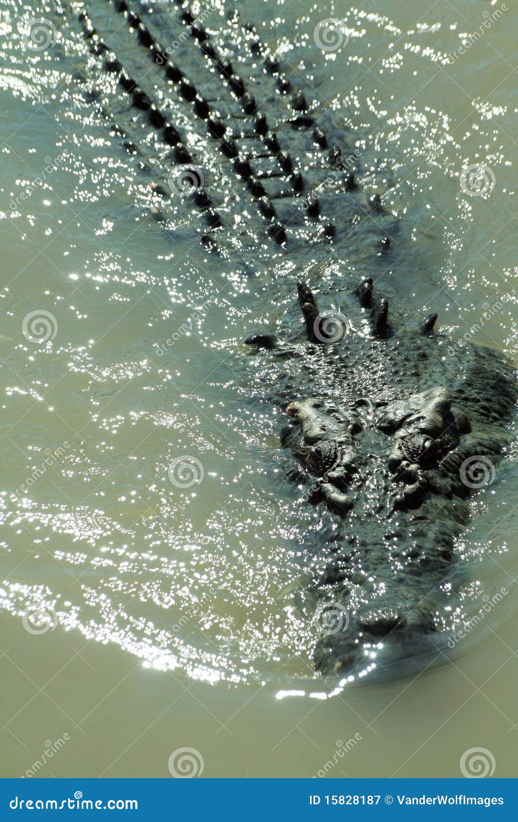 Salty crocodile stock image. Image of adelaide, predator - 15828187