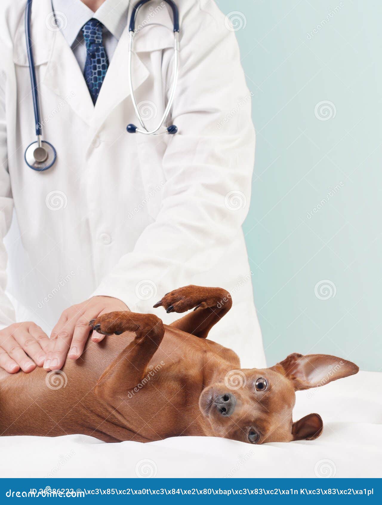 Salud del perro foto de archivo. Imagen de enfermo, diagnostique - 26386222