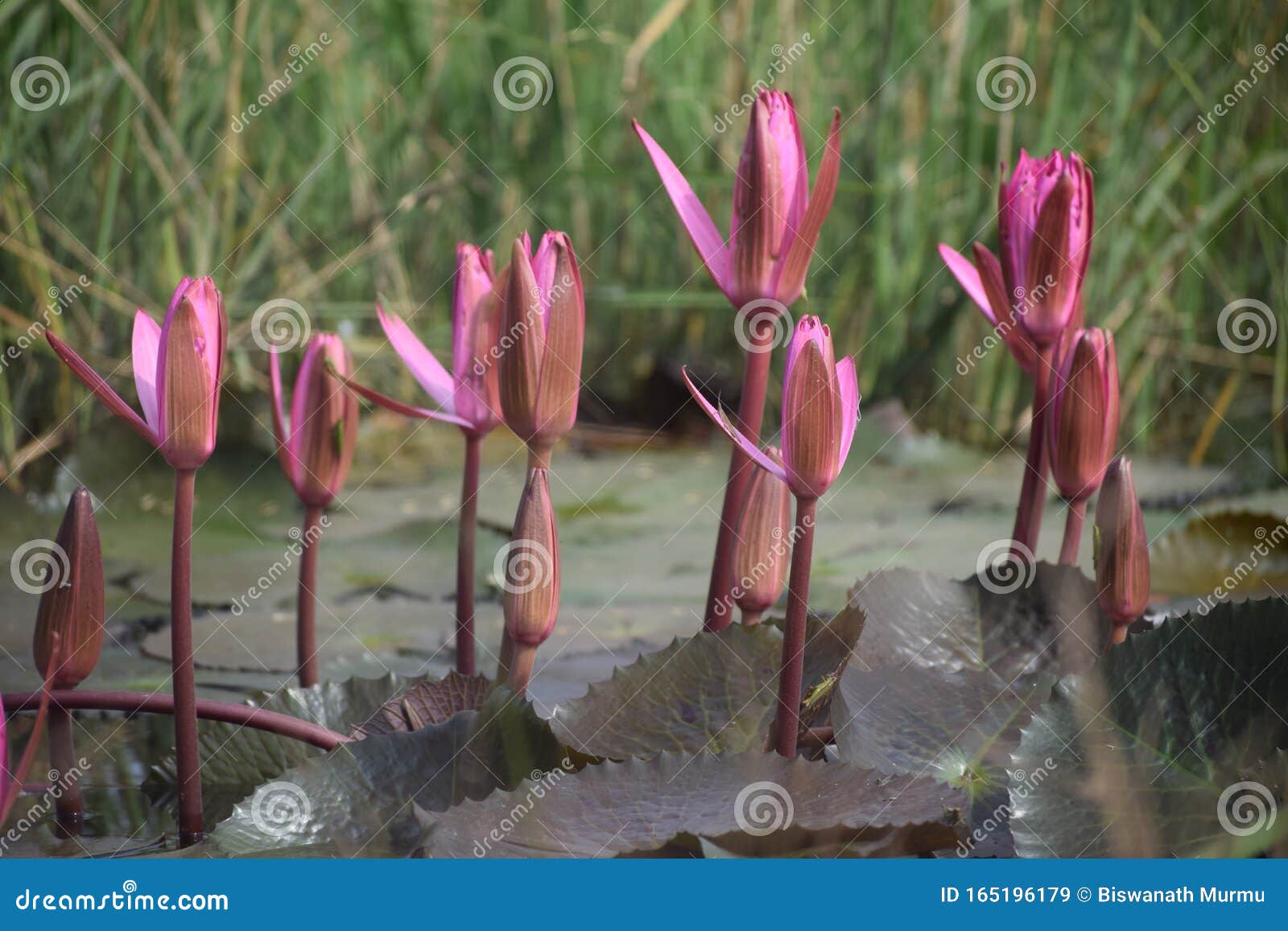 Saluk Full Stock Photos - Free & Royalty-Free Stock Photos from Dreamstime