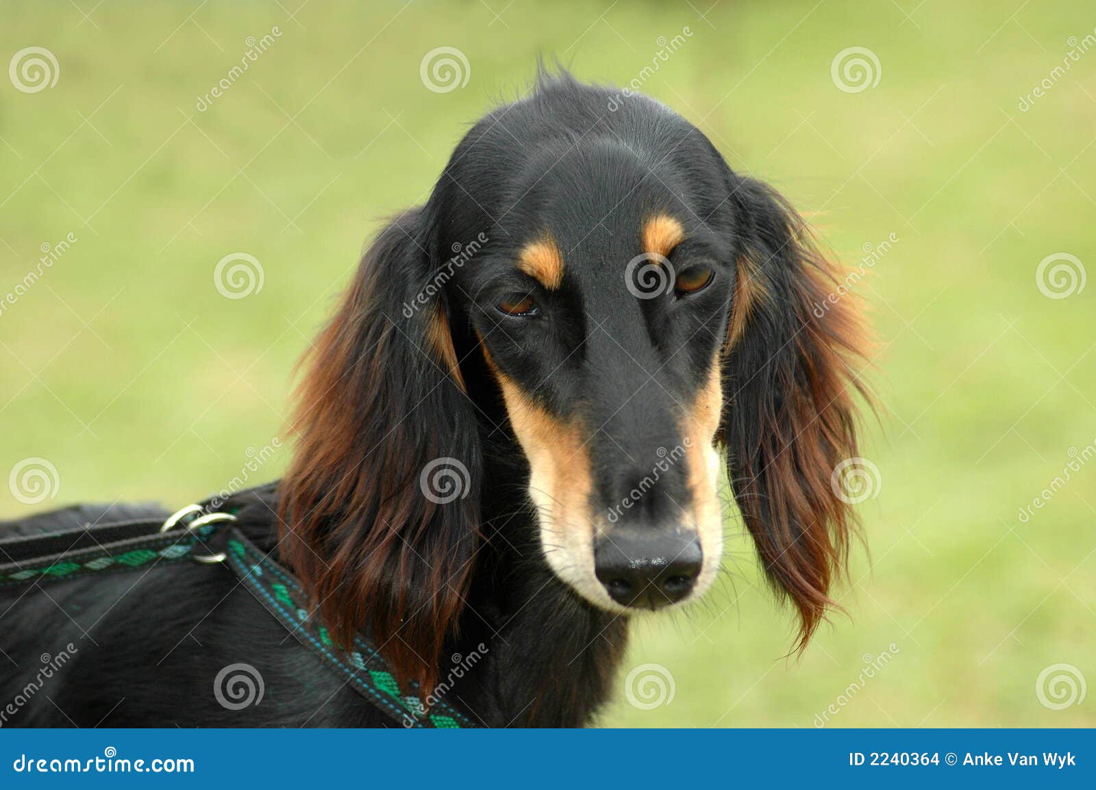 Saluki stock photo. Image of black, friend, doggies, asian - 2240364