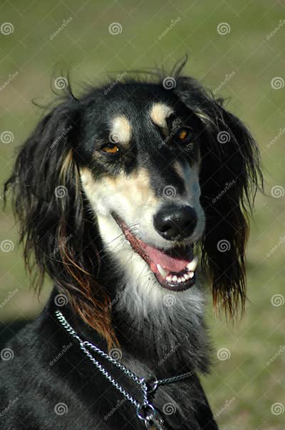 Saluki stock photo. Image of carnivore, outdoors, beautiful - 2897910