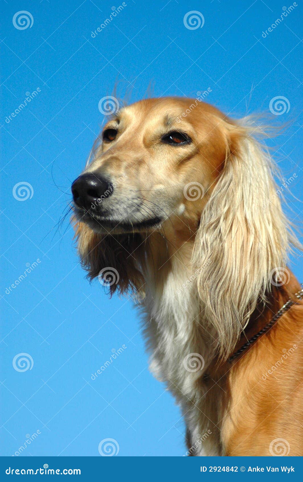 Saluki stock photo. Image of breed, mammals, animals, magnificent - 2924842