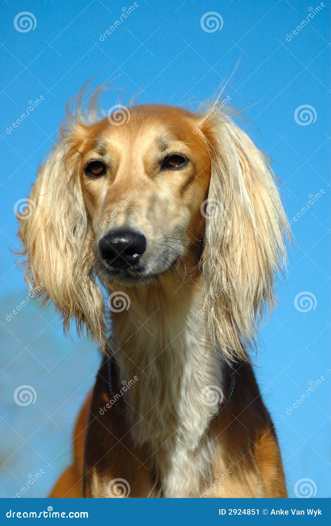 Saluki stock image. Image of looking, healthy, carnivore - 2924851