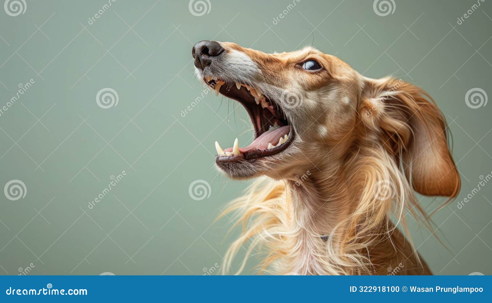 Saluki, Angry Dog Baring Its Teeth, Studio Lighting Pastel Background ...