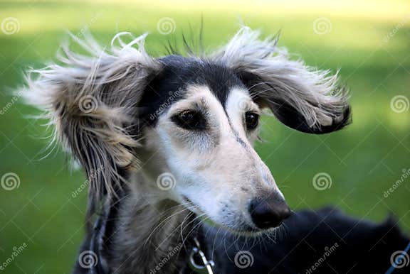 Saluki joven foto de archivo. Imagen de delgado, hembra - 3034372