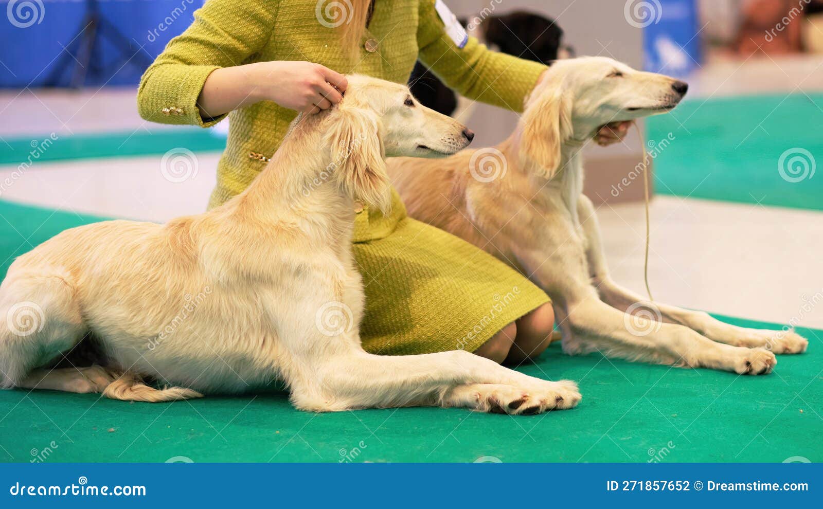 Saluki, Persian Greyhounds are in a Good Mood. Selective Focus ...