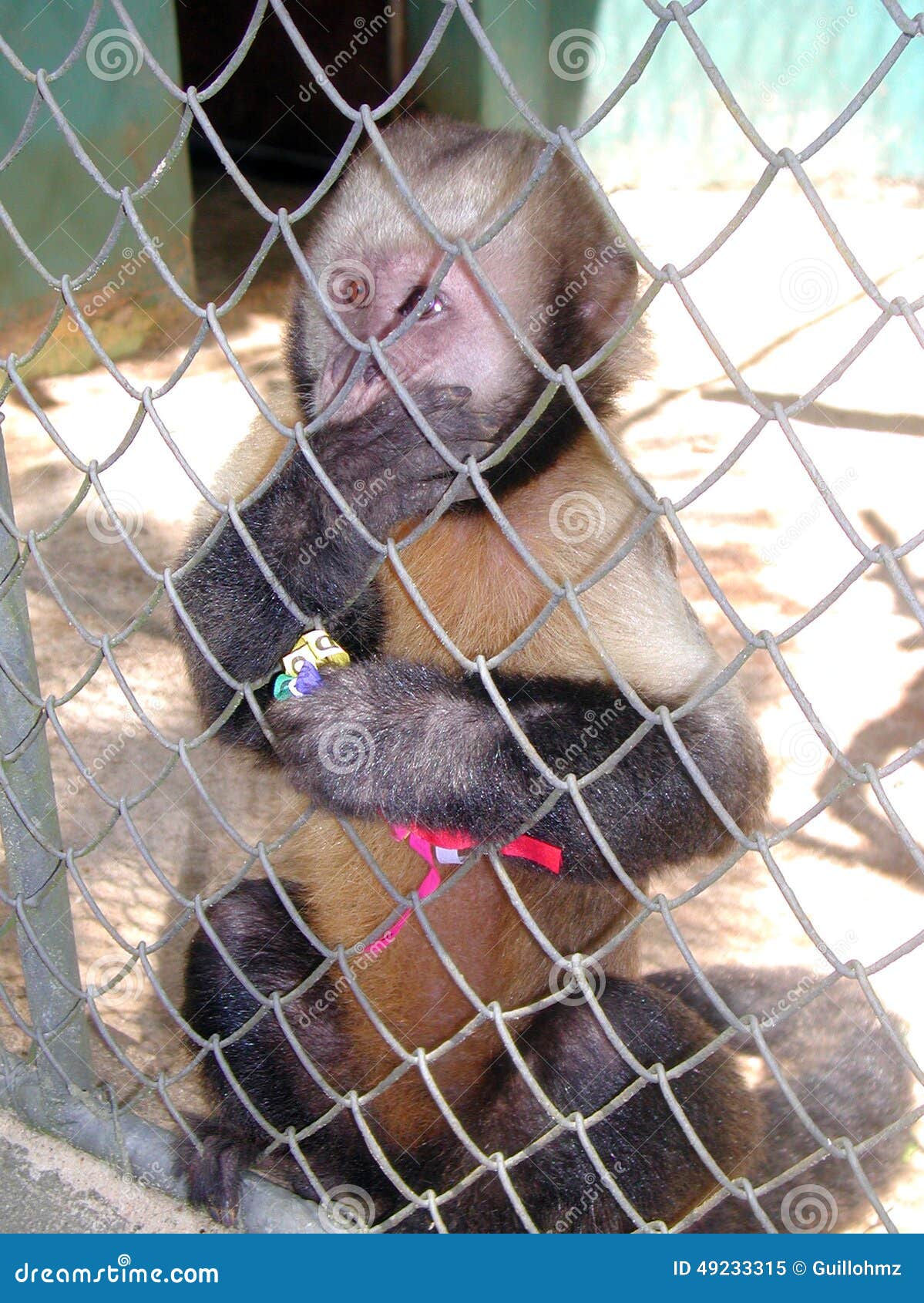 Salvador Da Bahia Monkey - El Brasil Imagen de archivo - Imagen de ...