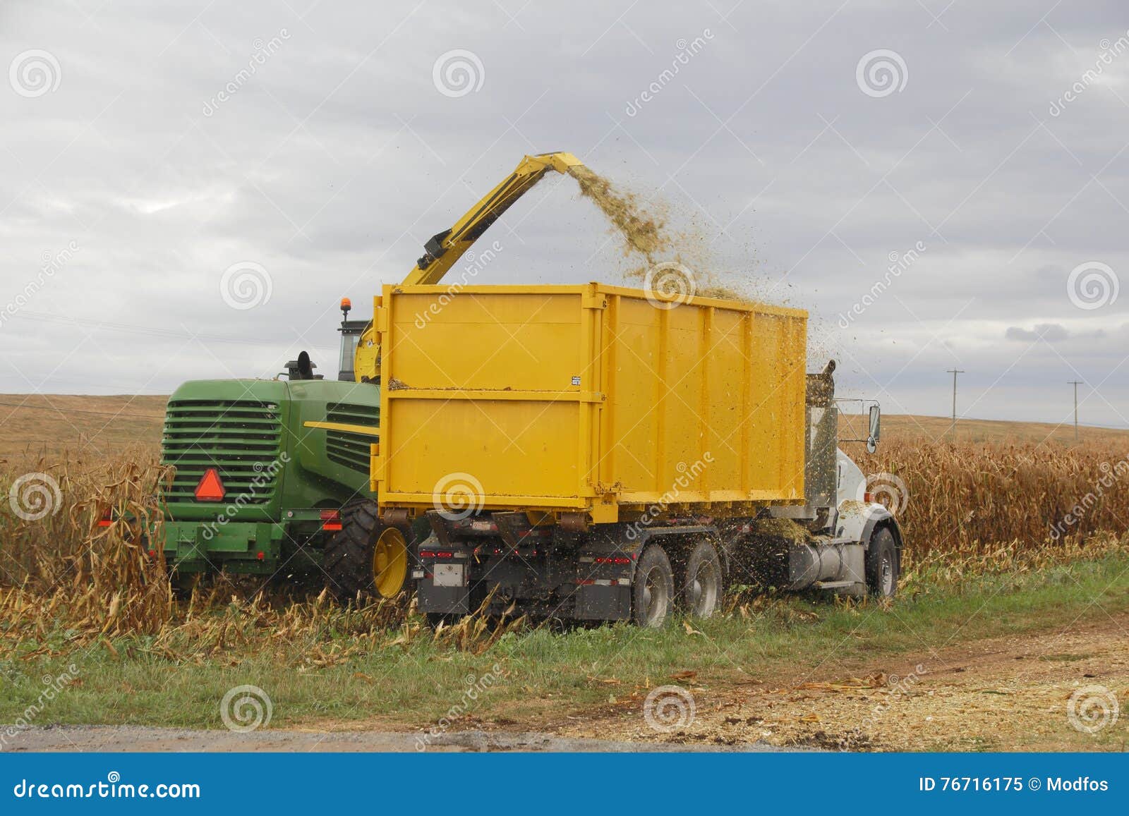 Salvaging Drought Stressed Corn Stock Image - Image of dead, farm: 76716175
