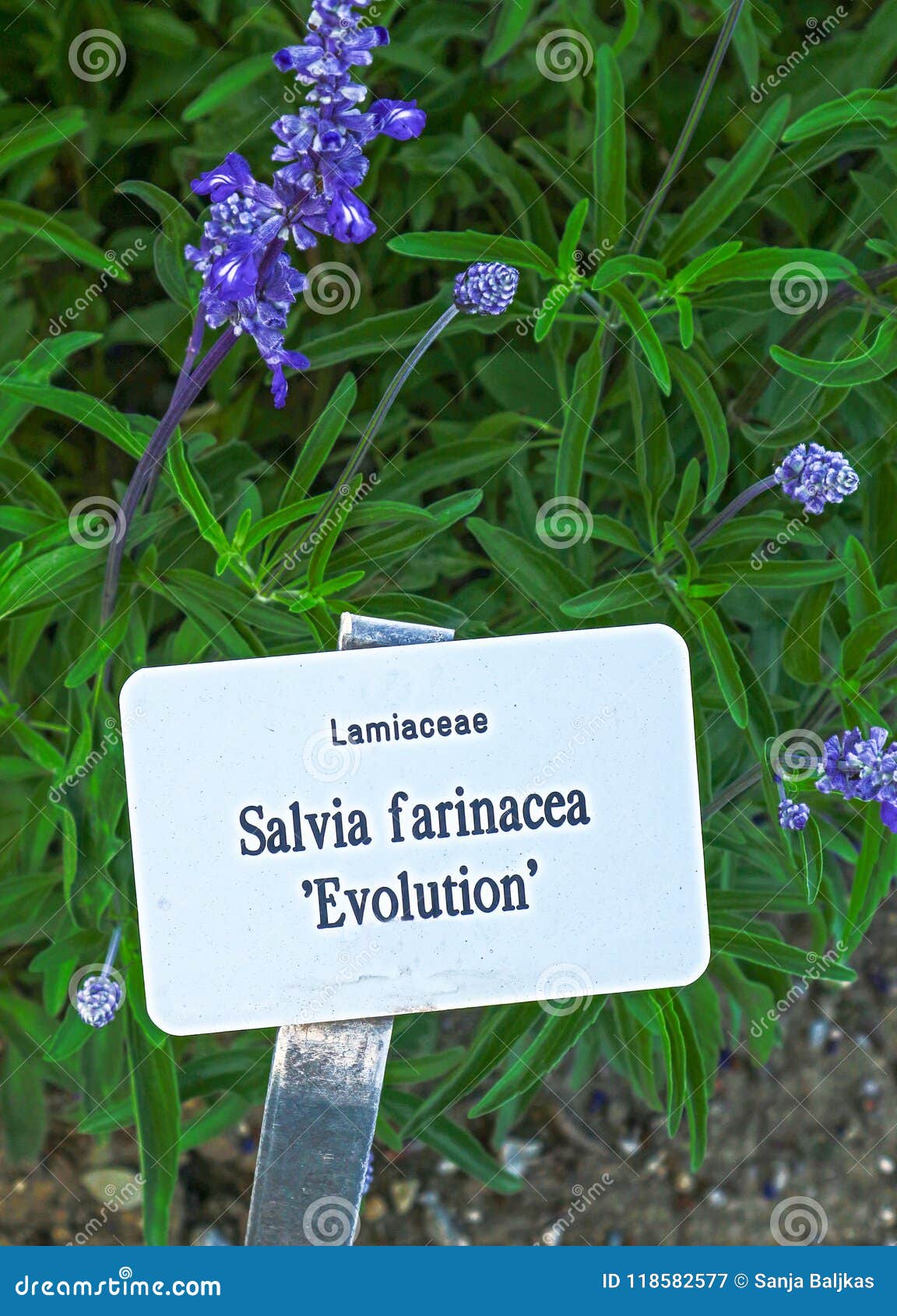Salvia farinacea Evolution stock image. Image of looks - 118582577