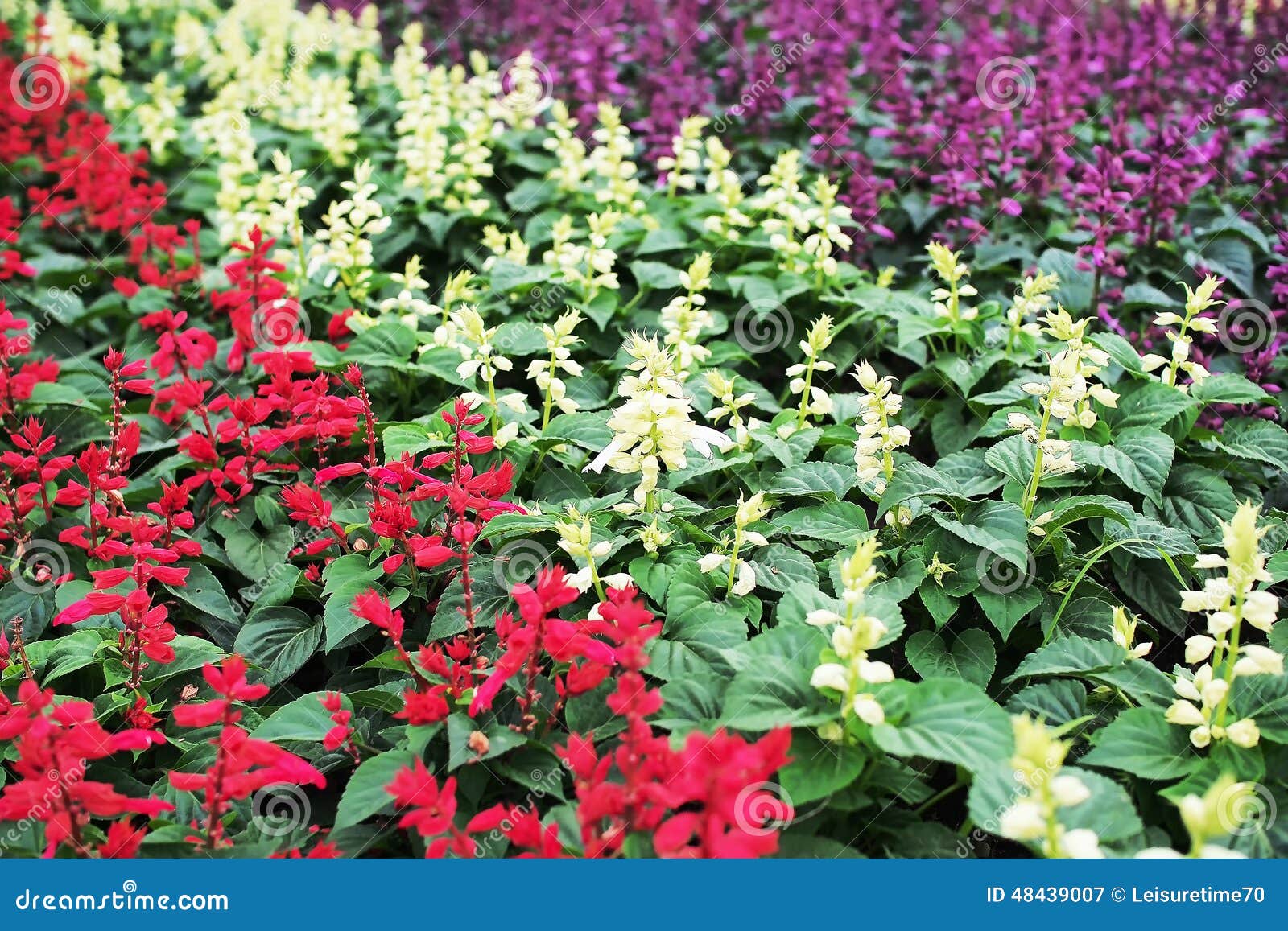 Salvia flower stock image. Image of tropical, bouquet - 48439007