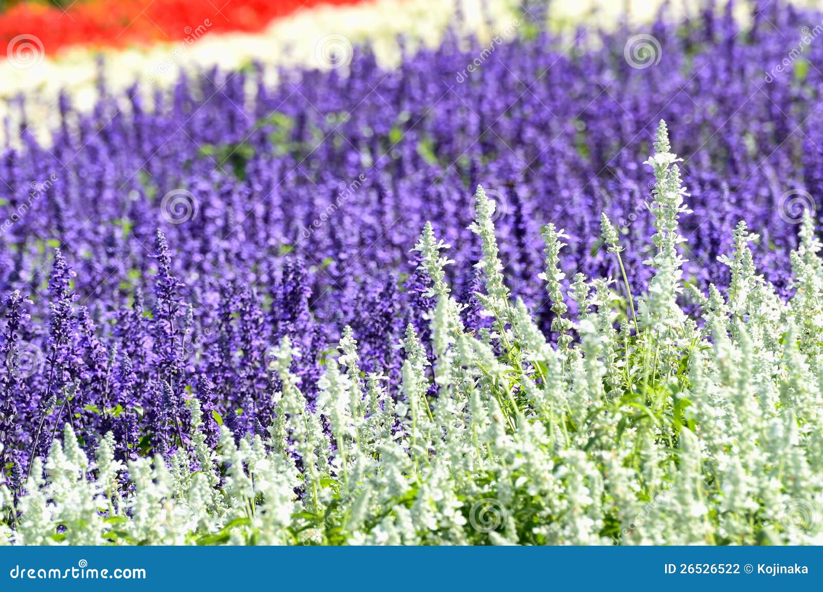 Salvia flower garden. stock photo. Image of plant, garden - 26526522