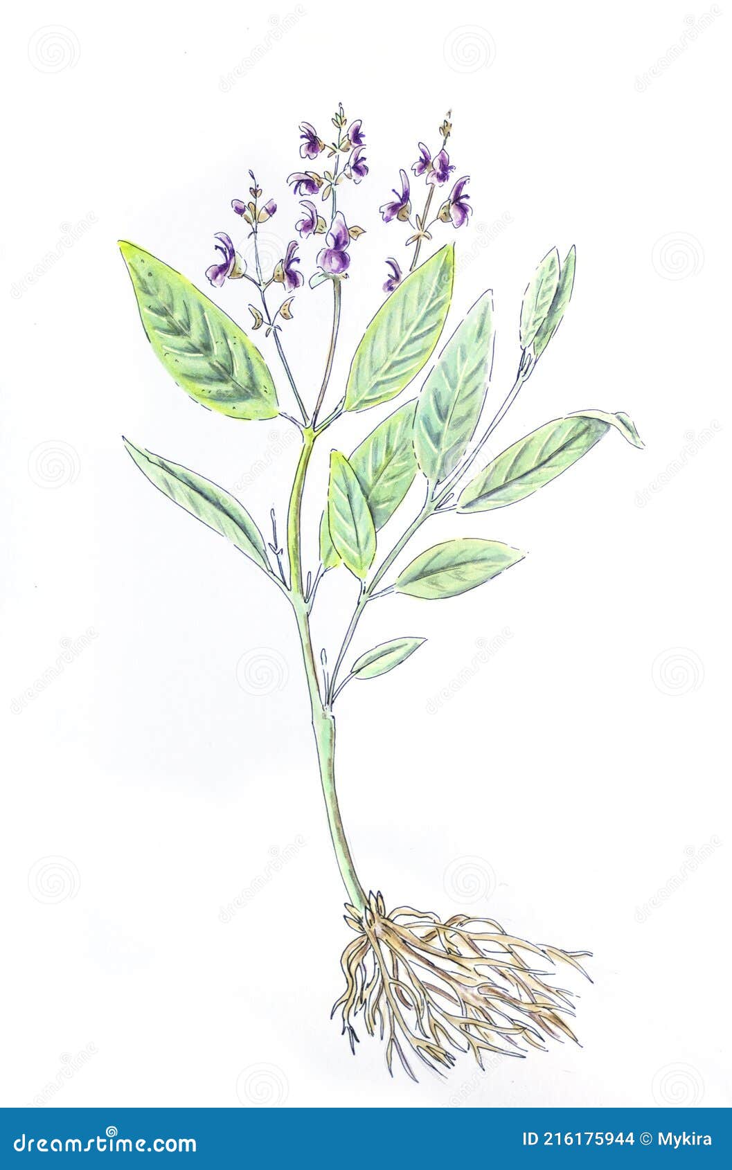 Salvia. Hand Drawing Sketch on White Background Stock Illustration ...