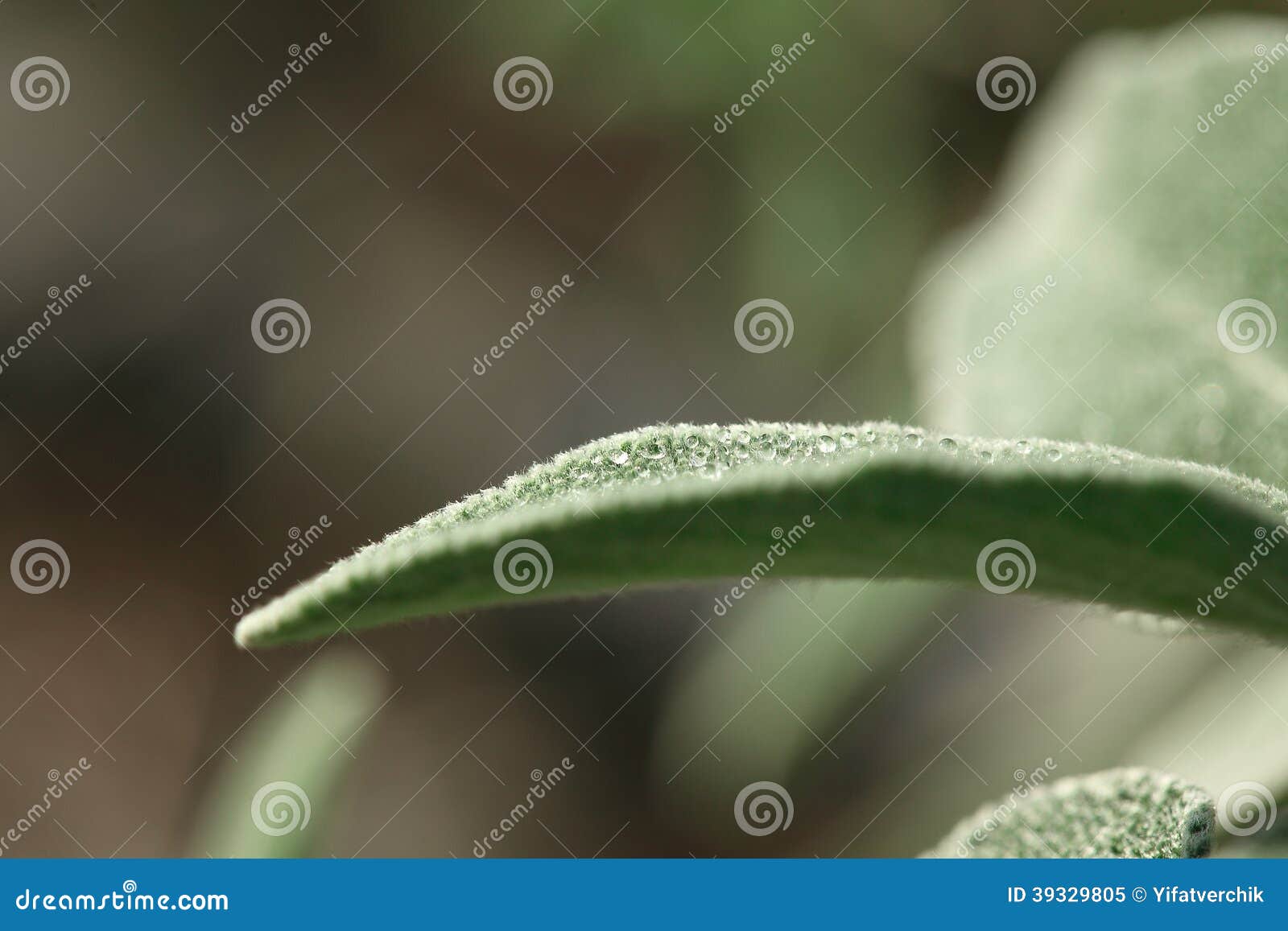 Salvia leaf stock image. Image of homeopathic, aromatic - 39329805