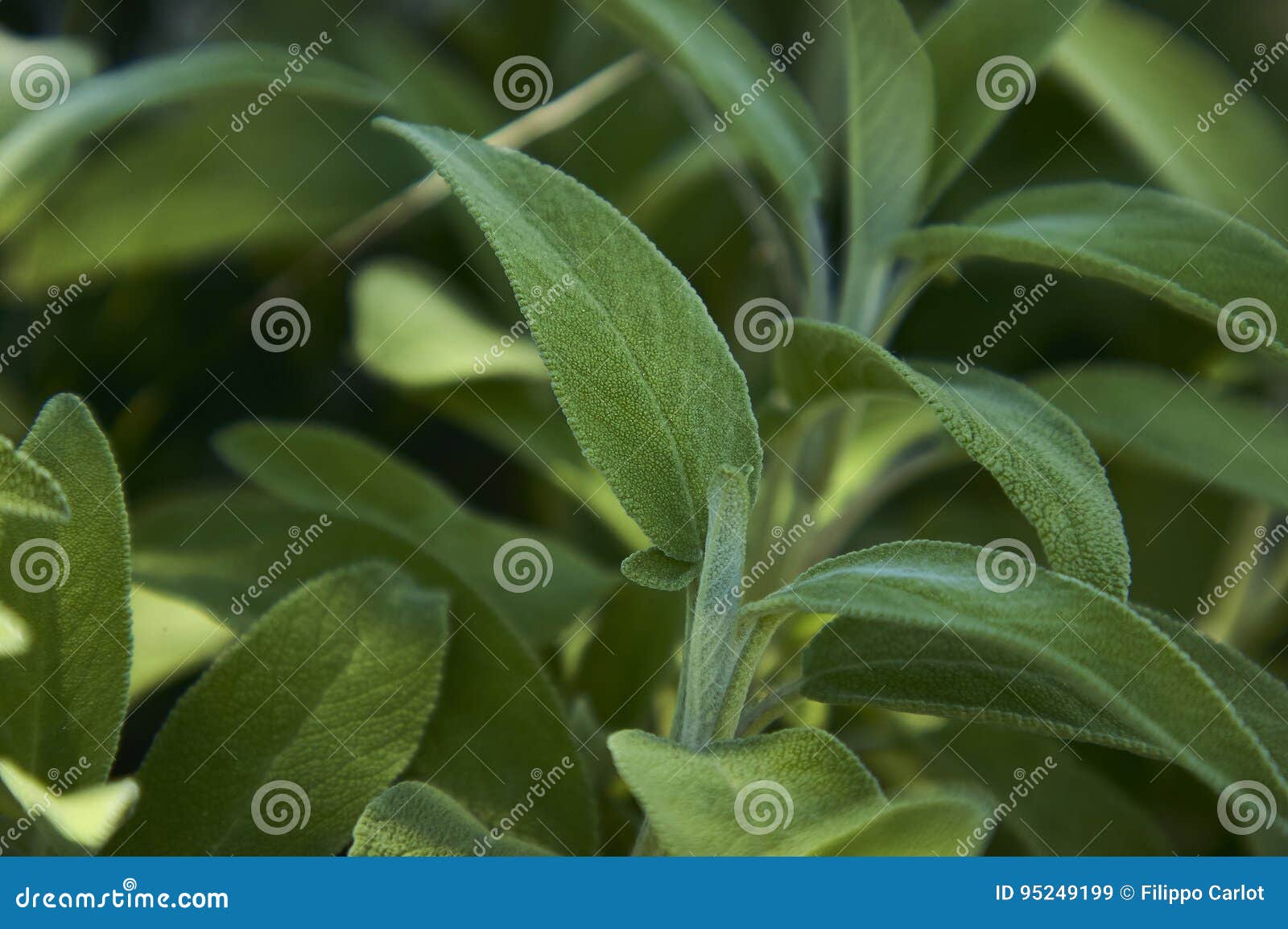 Salvia leaf stock image. Image of officinalis, salvia - 95249199