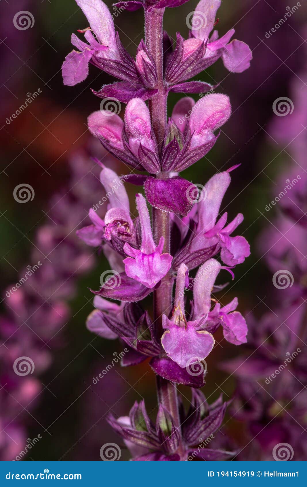 Rose Wine Salvia stock image. Image of background, flower - 194154919