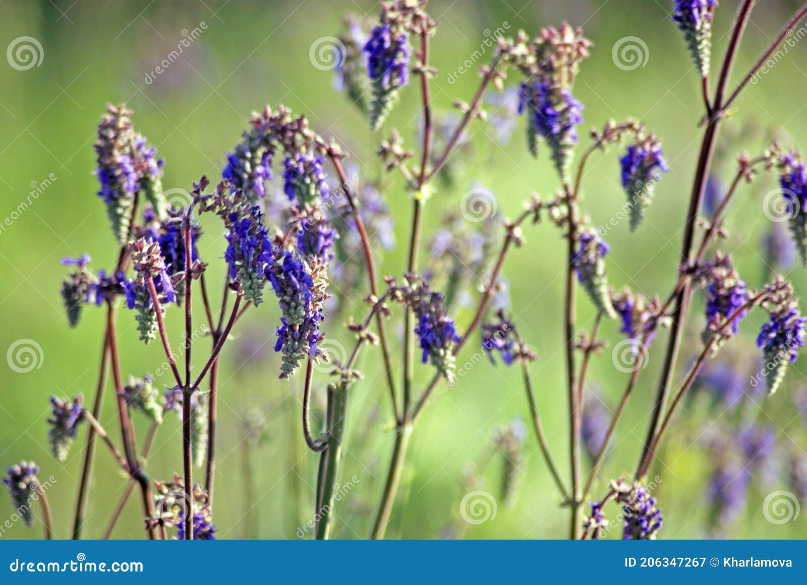 Salvia Nutans, Nodding Sage. Steppe Royalty-Free Stock Photo ...