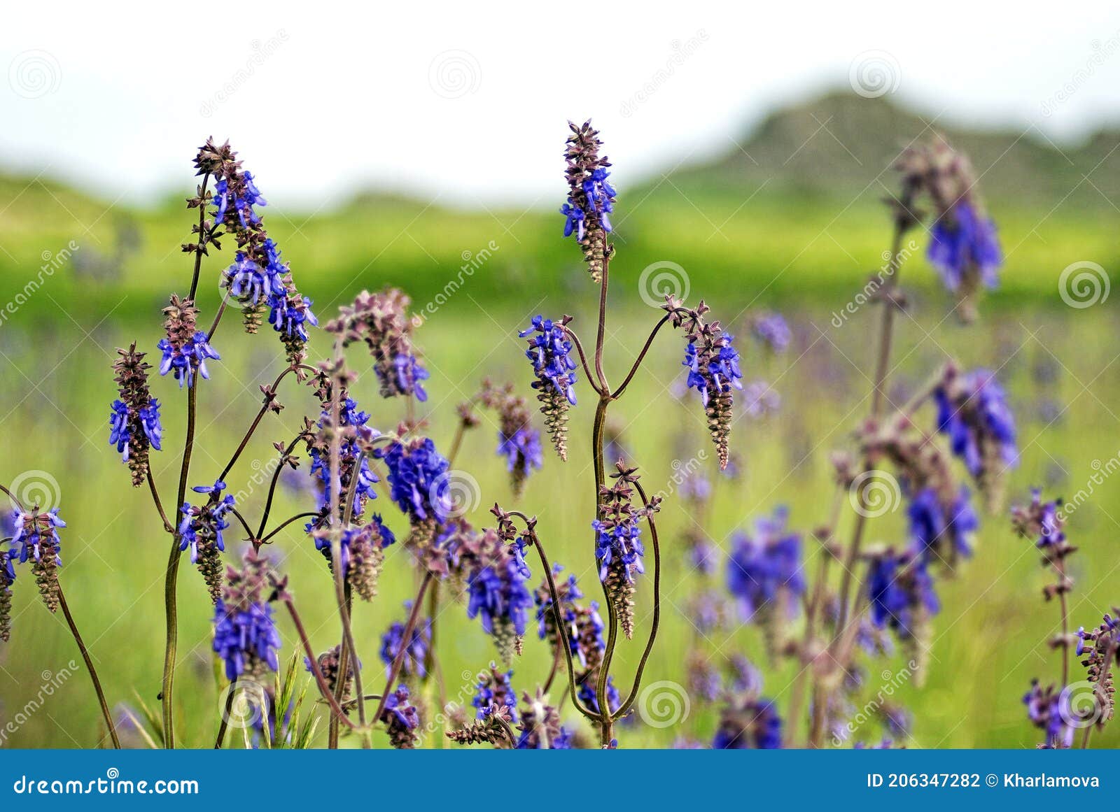 Salvia Nutans, Nodding Sage. Steppe Royalty-Free Stock Photo ...