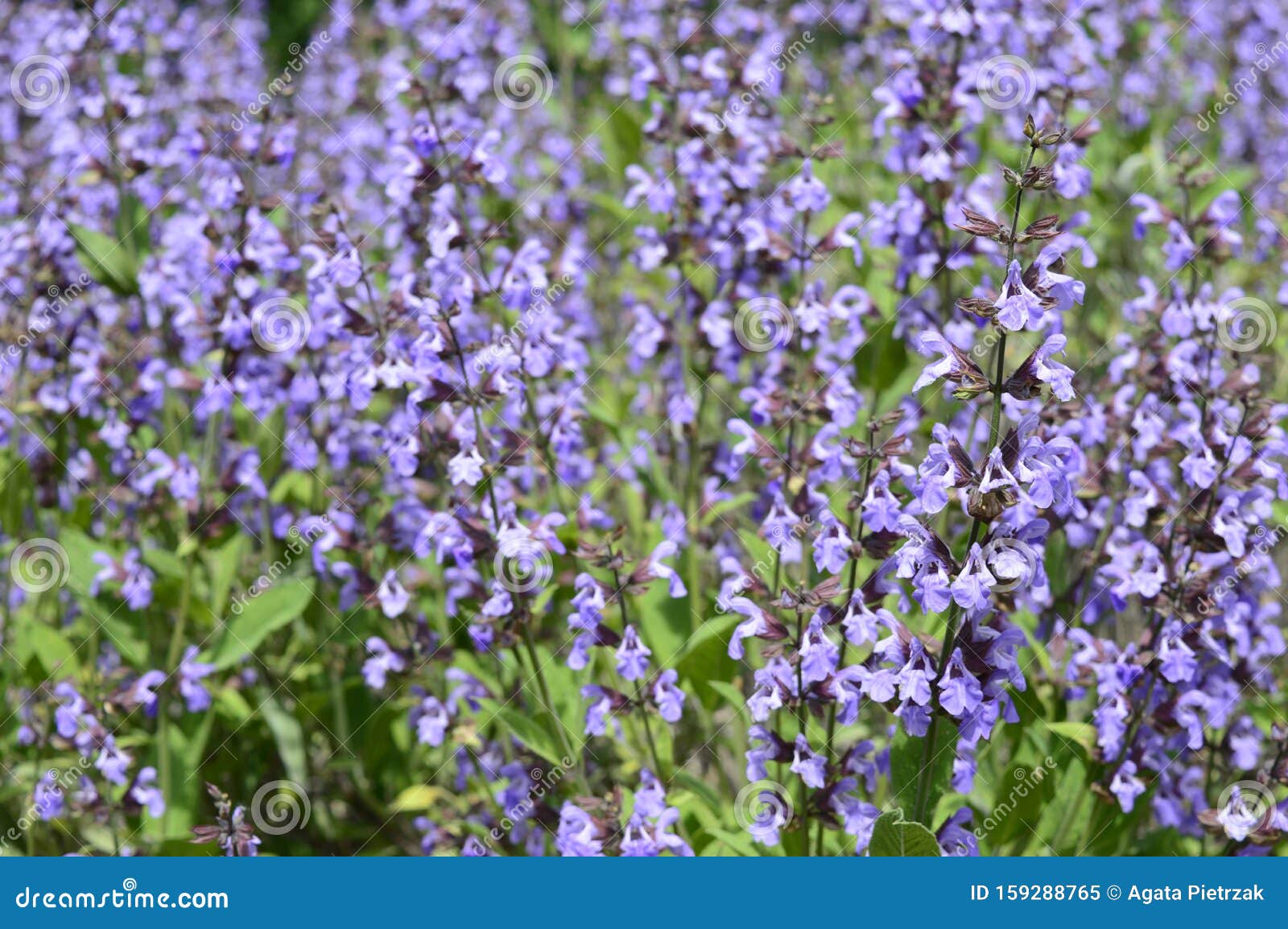 Salvia Officinalis Con Flores Violetas Imagen de archivo - Imagen de ...