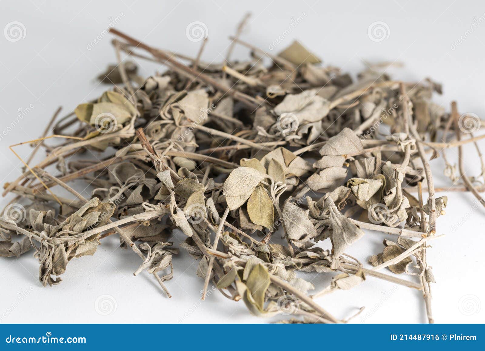 Salvia officinalis seca foto de stock. Imagem de isolado - 214487916