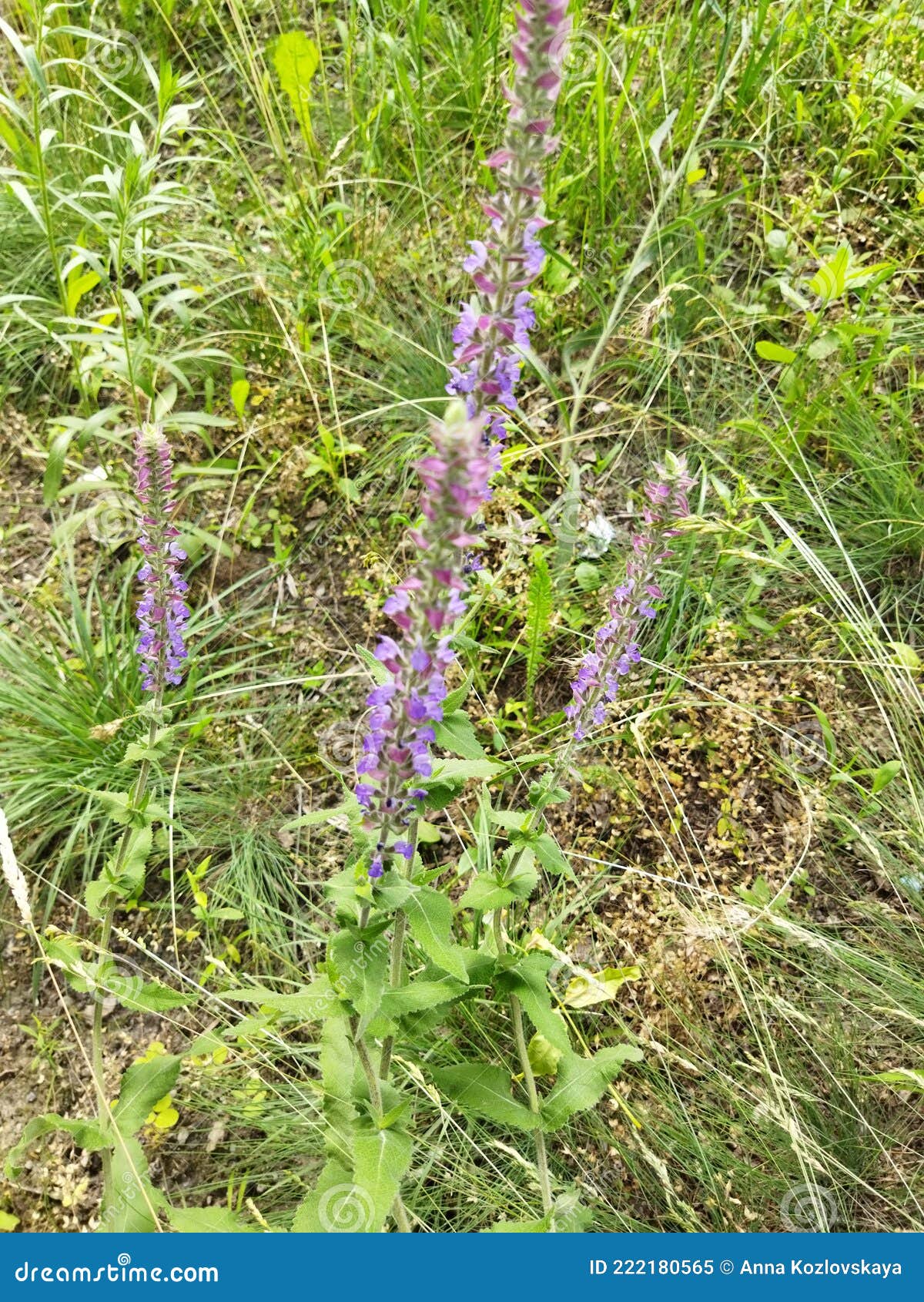 Small purple salvia stock image. Image of small, green - 222180565