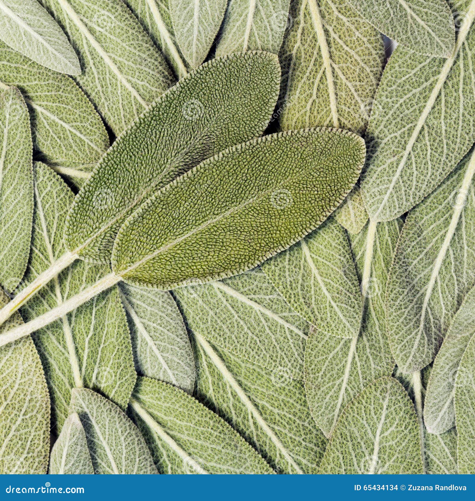 Salvia (sage, Also Called Garden Sage, or Common Sage) Stock Photo ... Salvia (sage, Also Called Garden Sage, or Common Sage) Stock Photo ...