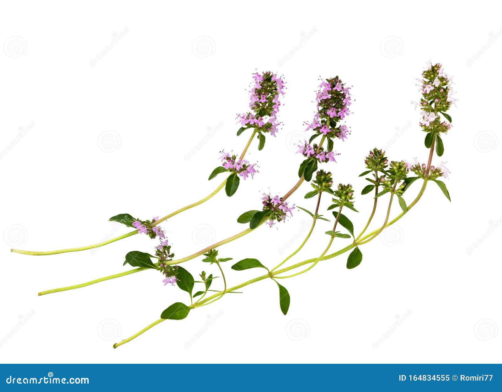 Salvia Sclarea or Clary Sage on White Stock Image - Image of sclarea ...