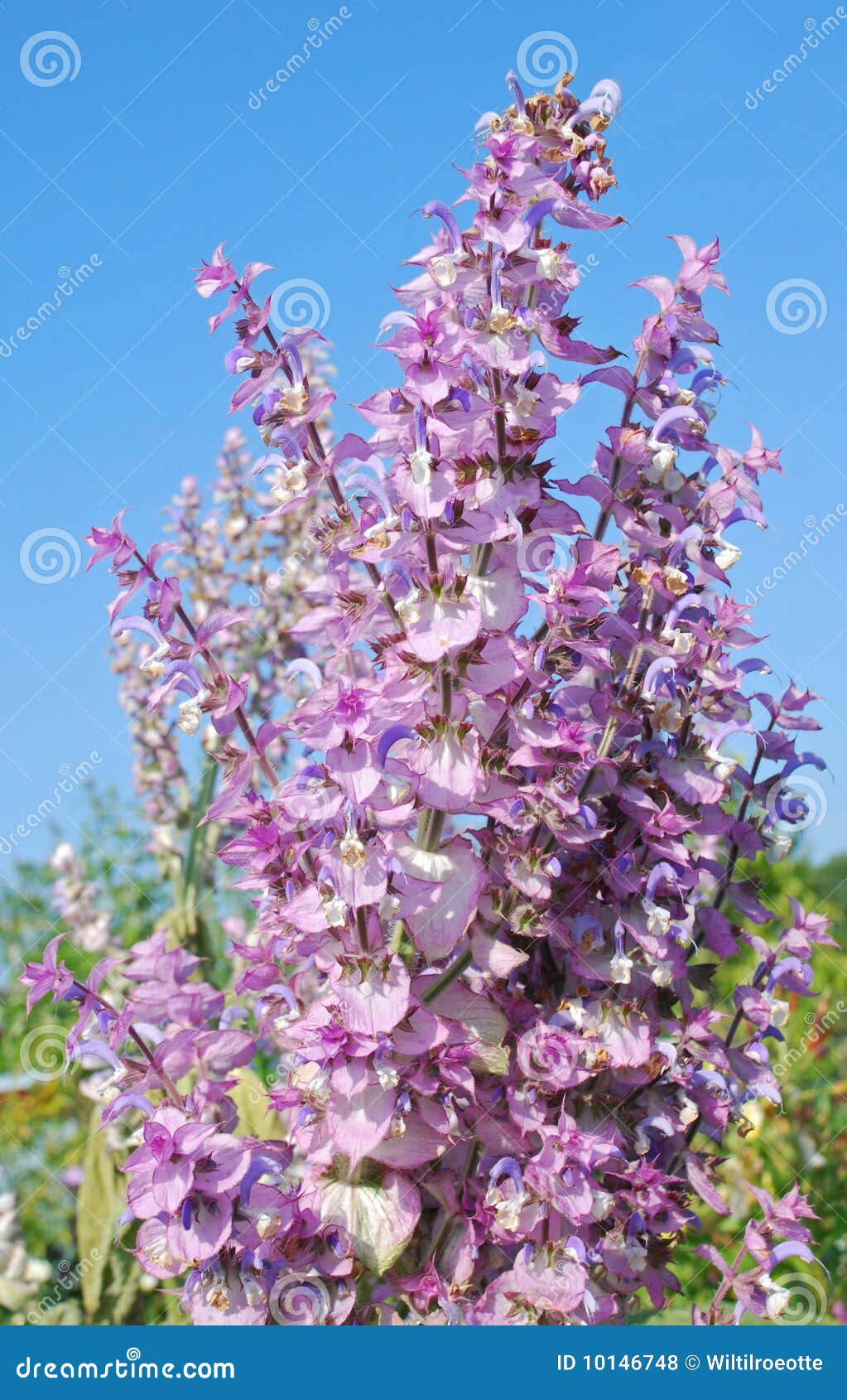 Salvia Sclarea Odorous Herb Stock Photo - Image of pink, odour: 10146748