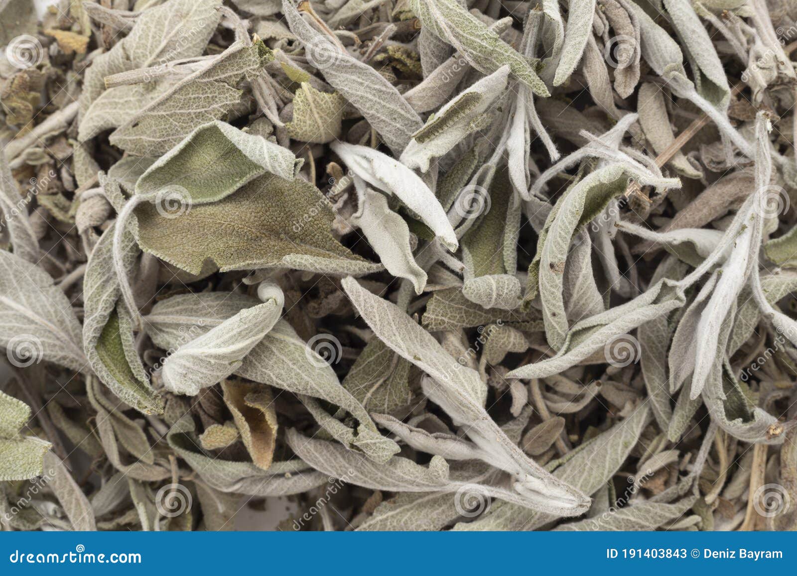 Salvia Seca En Suelo Blanco Imagen de archivo - Imagen de blanco ...