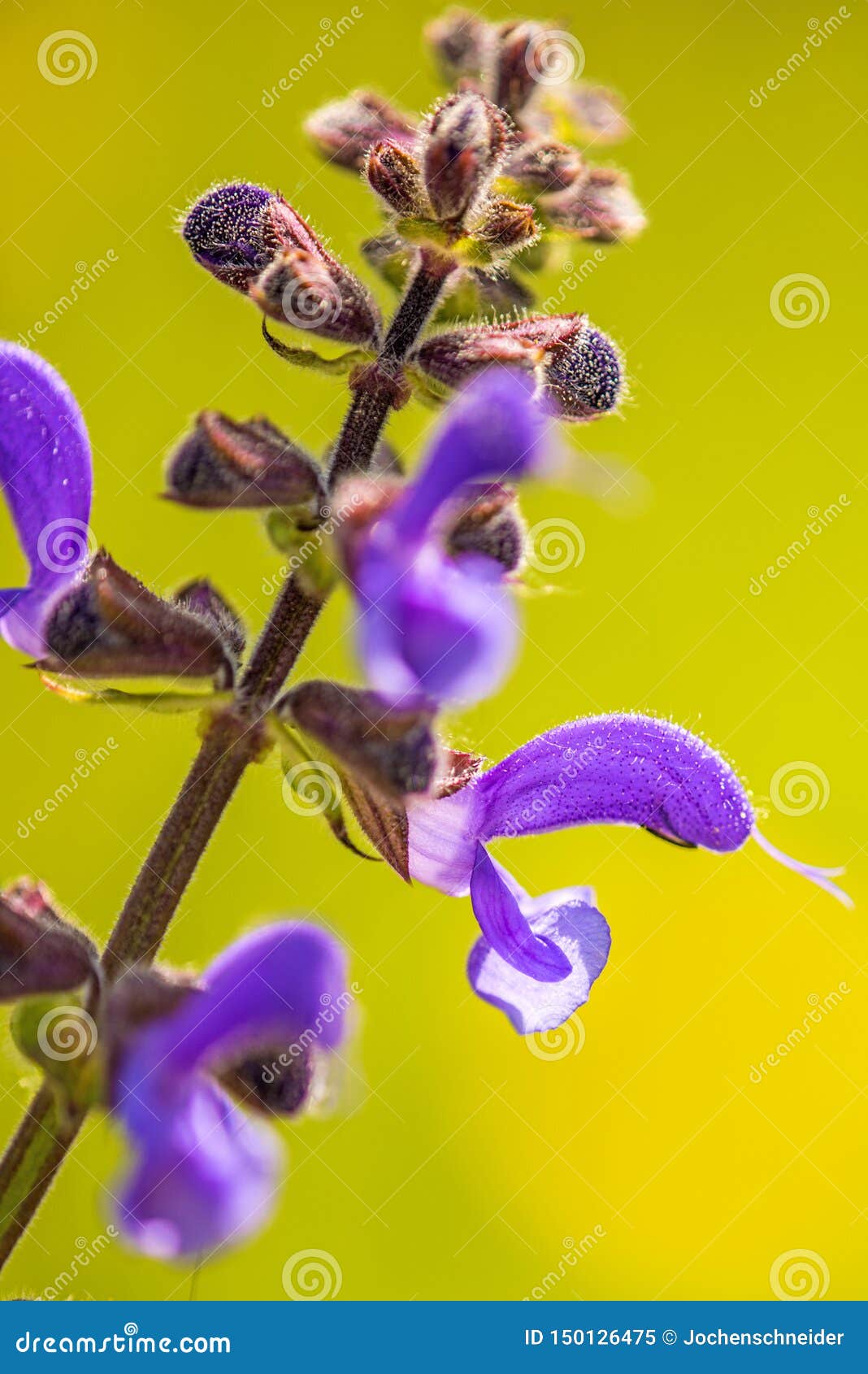 Salvia Selvatica Con Il Fiore Immagine Stock - Immagine di chiusura ...
