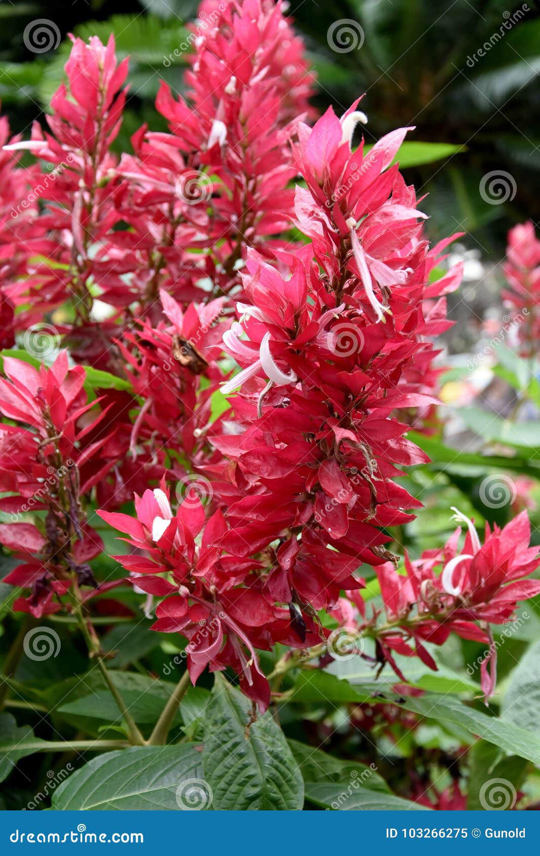 Salvia splendens 库存图片. 图片 包括有 一堆, 绽放, 背包, 国家（地区）, 工厂 - 103266275