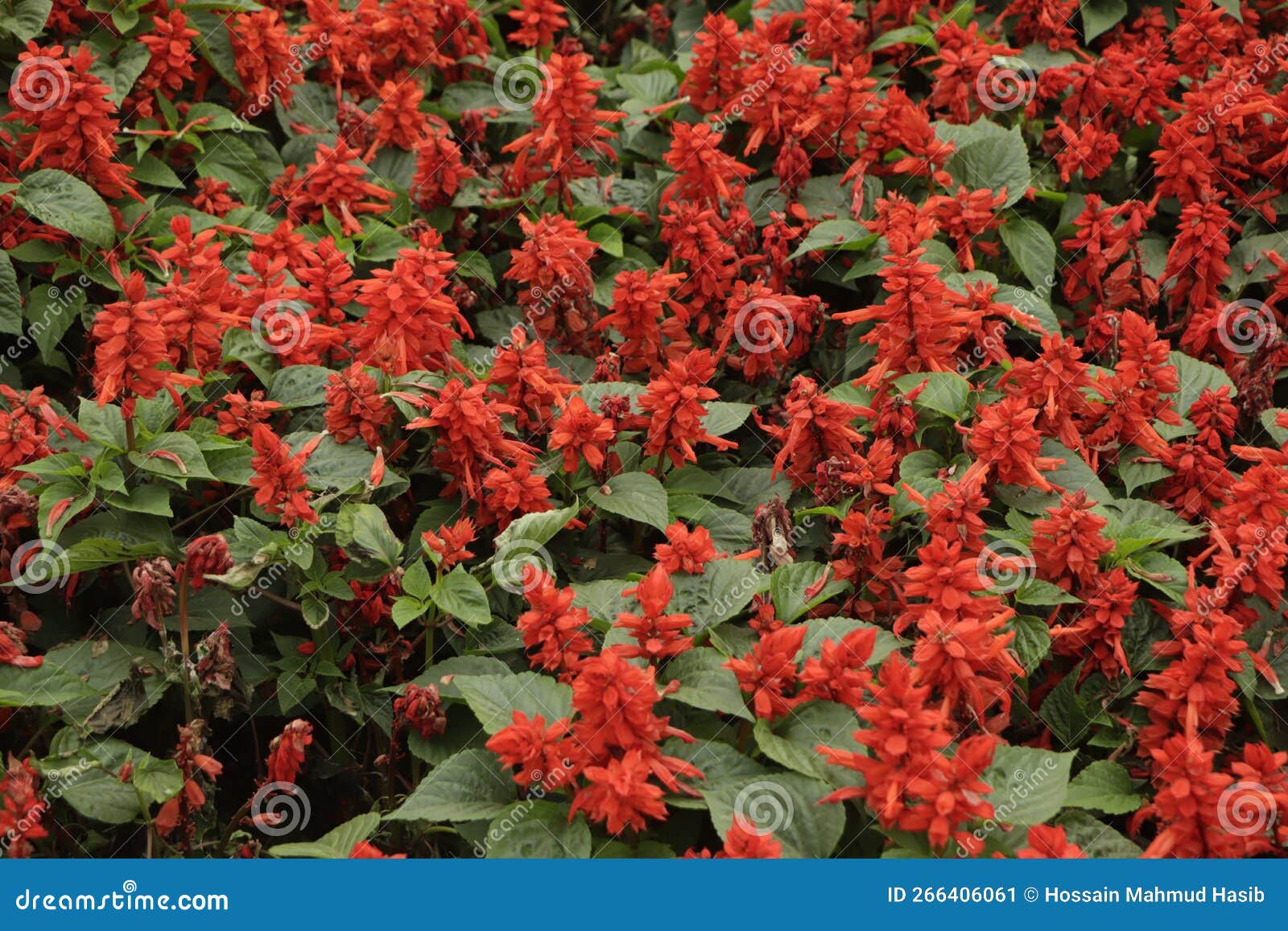 Salvia Splendens & X28;Scarlet Sage or Tropical Sage Stock Image ...