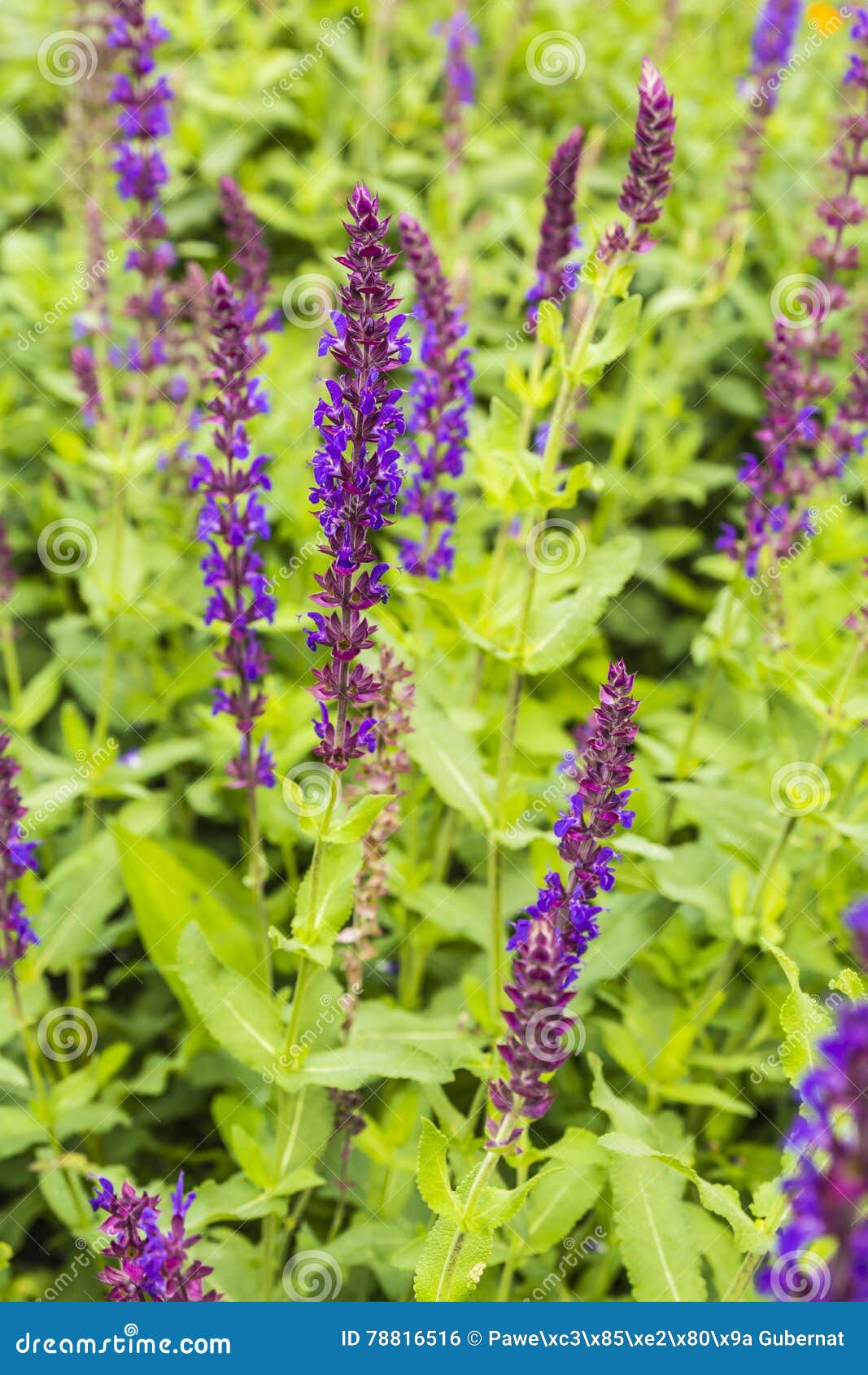 Salvia x superba stock photo. Image of lamiaceae, group - 78816516