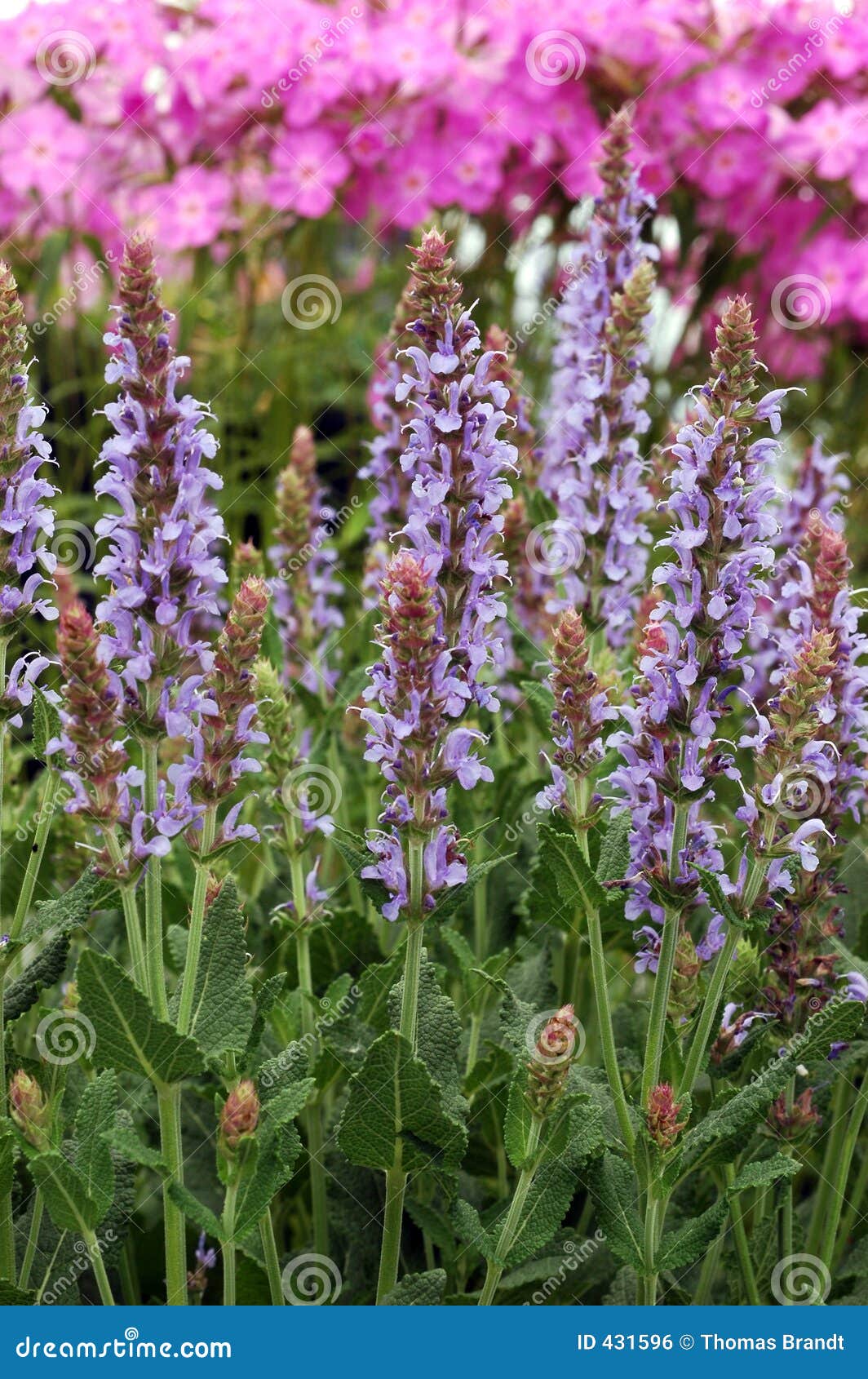 Many Stems of Salvia X Sylvestris Blue Hills in Bloom Stock Photo ...
