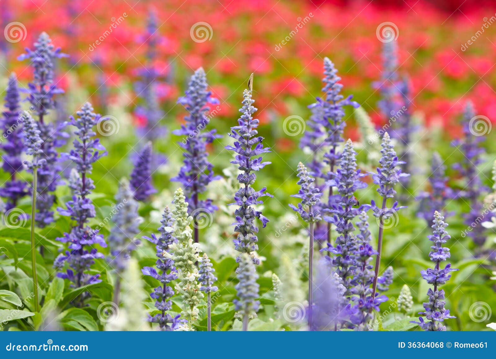 Salvis flowers stock photo. Image of love, floral, plant - 36364068