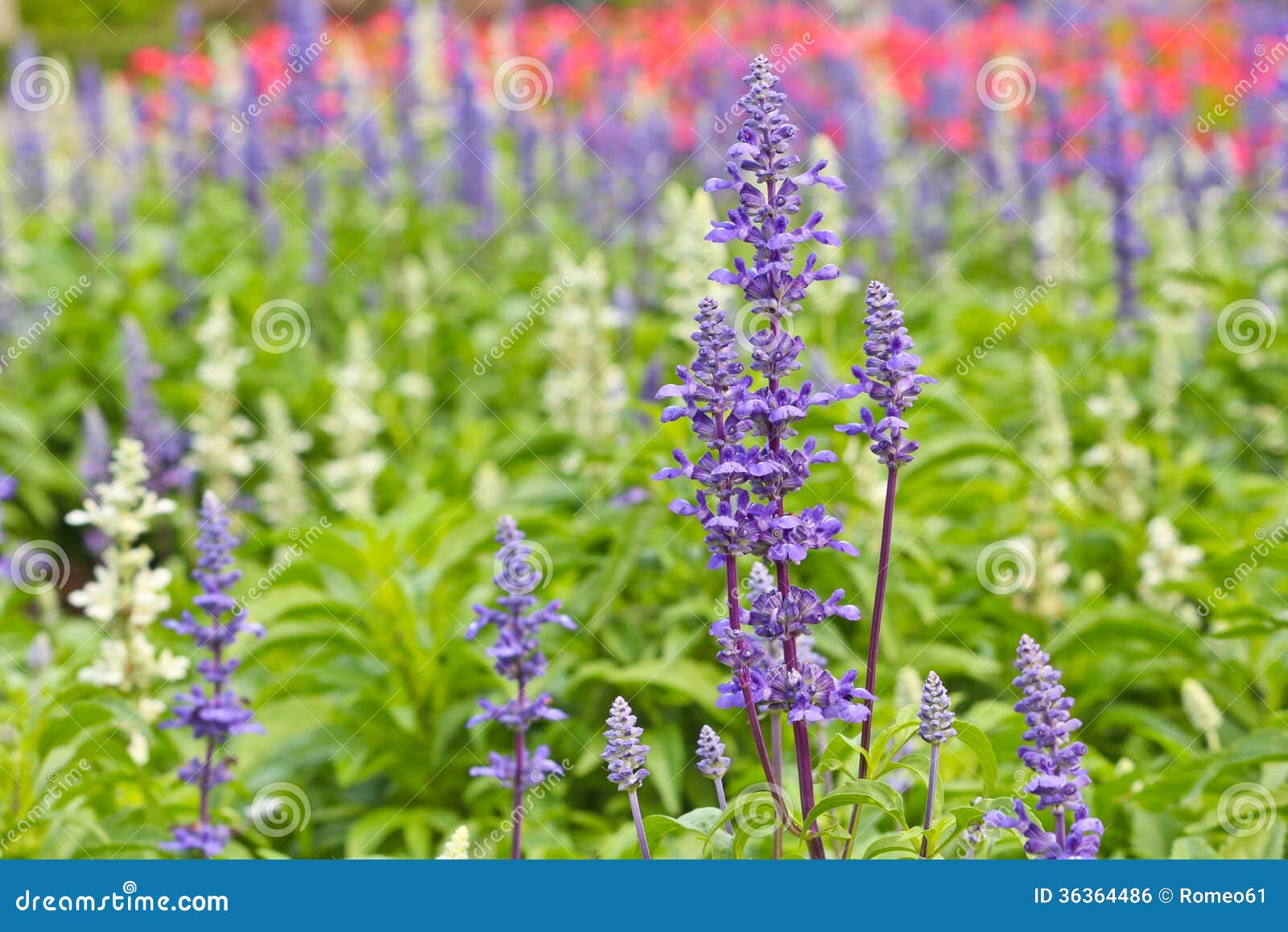 Salvis flowers stock photo. Image of object, background - 36364486