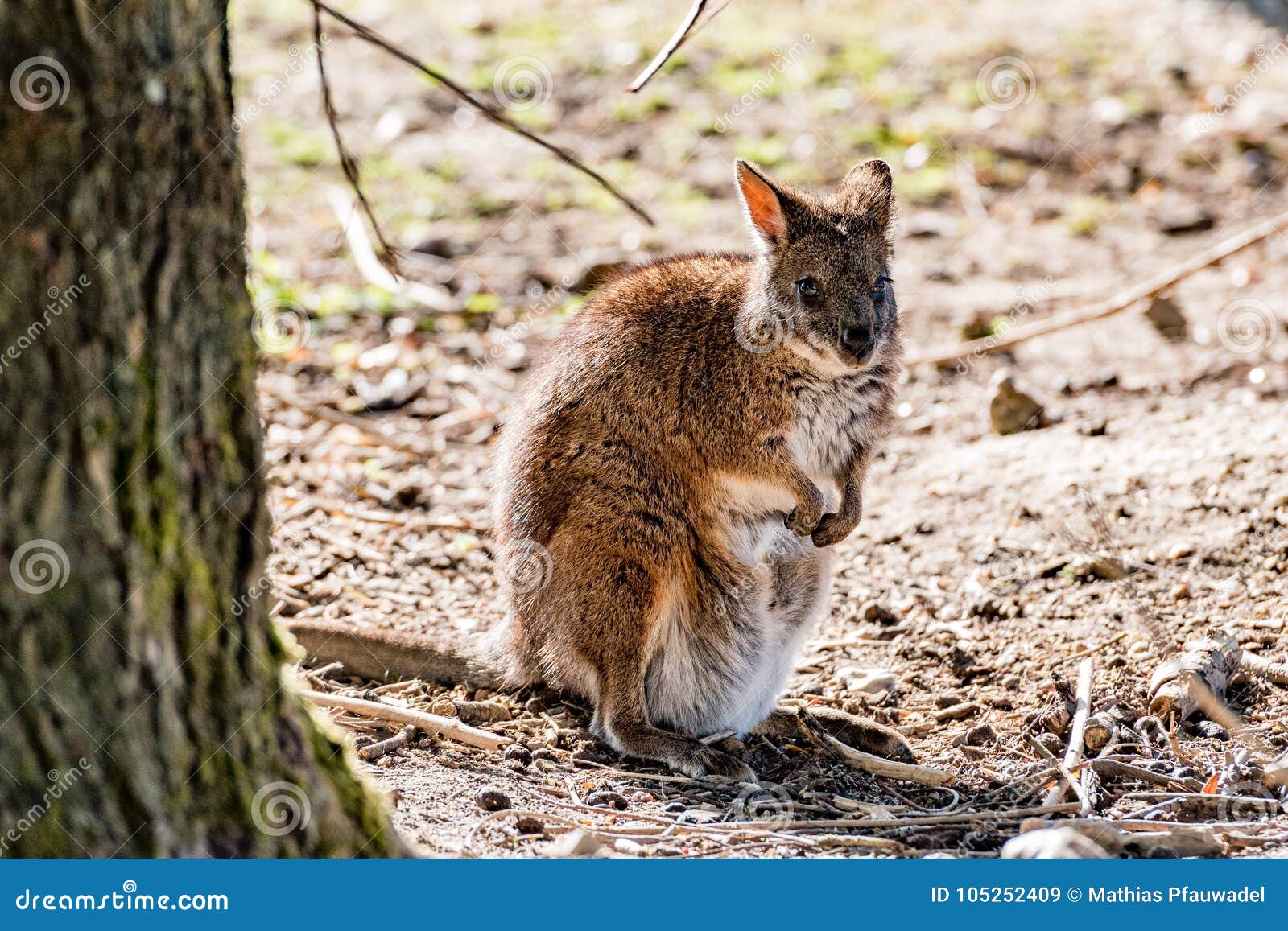 Wallaby. Standing Cute, Animal Stock Image - Image of standing, cute ...
