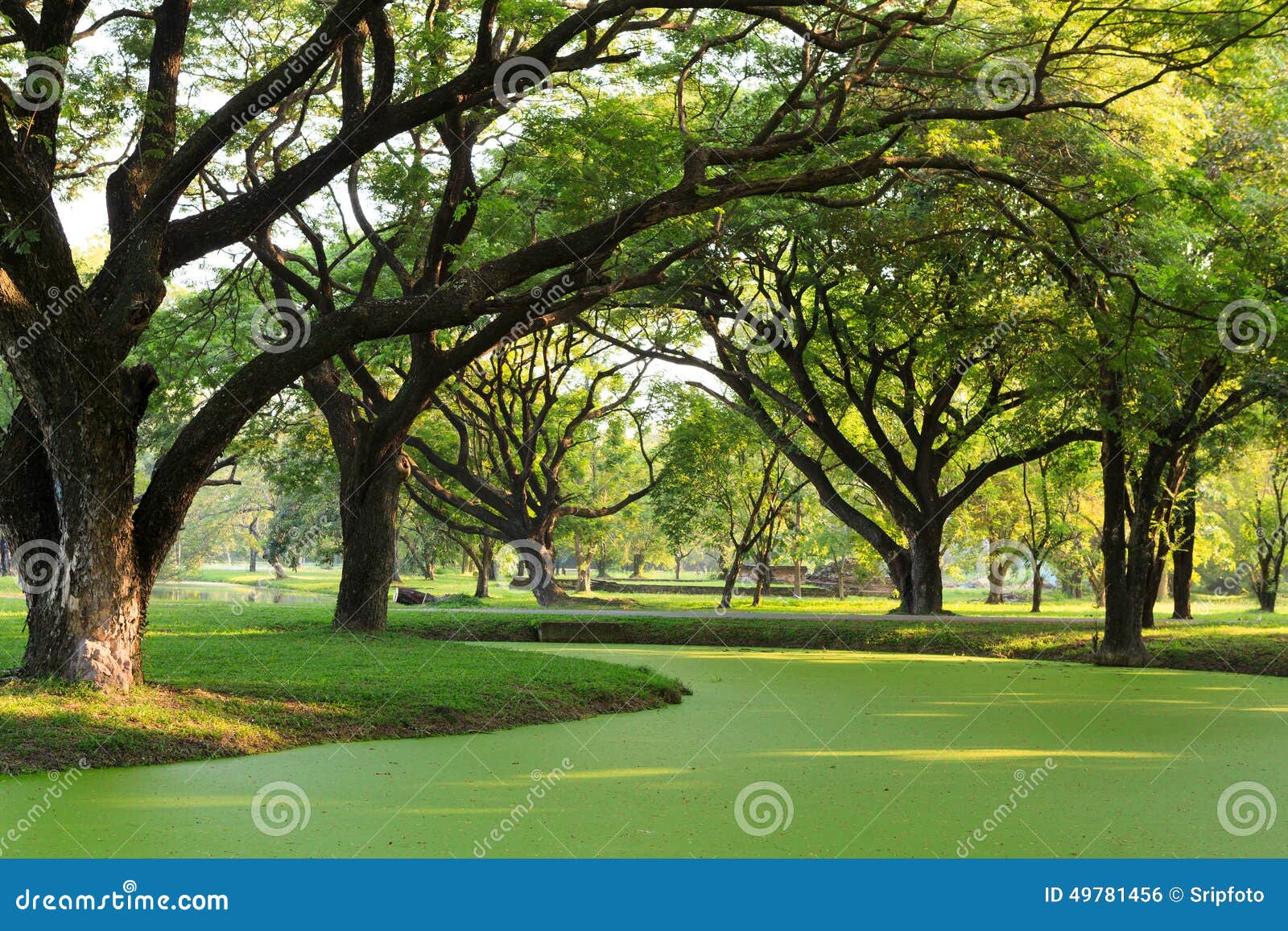 Samanea Saman, Rain Tree, Isolated On White Background Stock Image ...