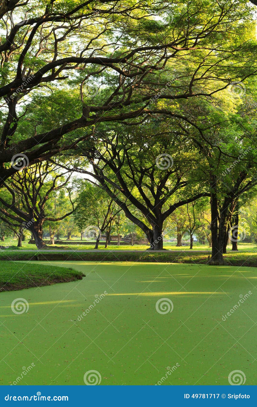 Samanea saman stock image. Image of monkeypod, nature - 49781717