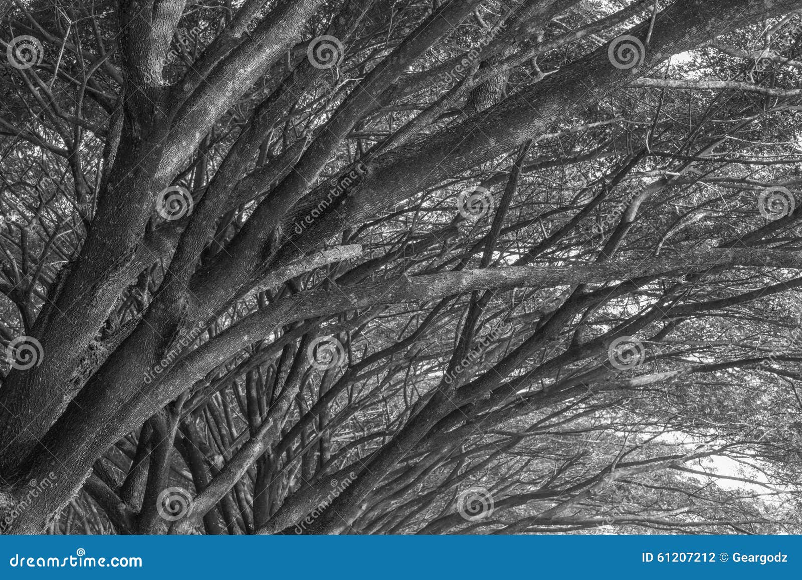 Shape Of Samanea Saman Trees And Pattern Of Branch In Black And White ...