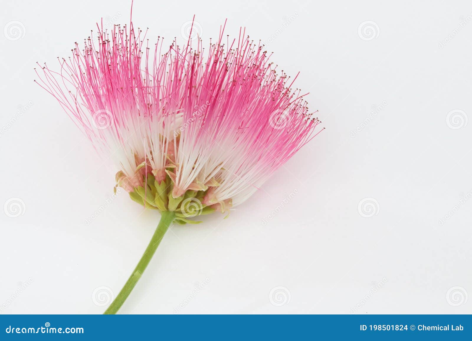 Samanea saman stock photo. Image of macro, fruit, bloom - 198501824