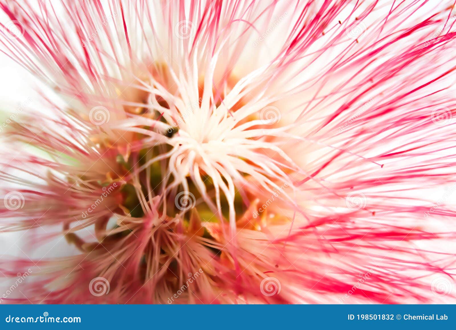 Samanea saman stock photo. Image of delicious, flower - 198501832