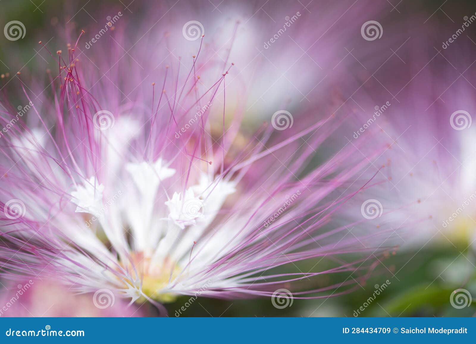 Samanea Saman Flower,Rain Tree, East Indian Walnut Stock Image - Image ...