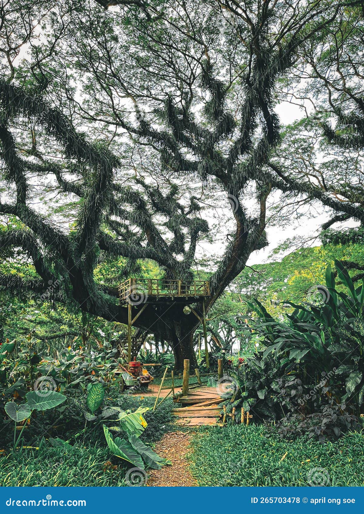 Forest stock photo. Image of tree, samanea, trembesi - 265703478